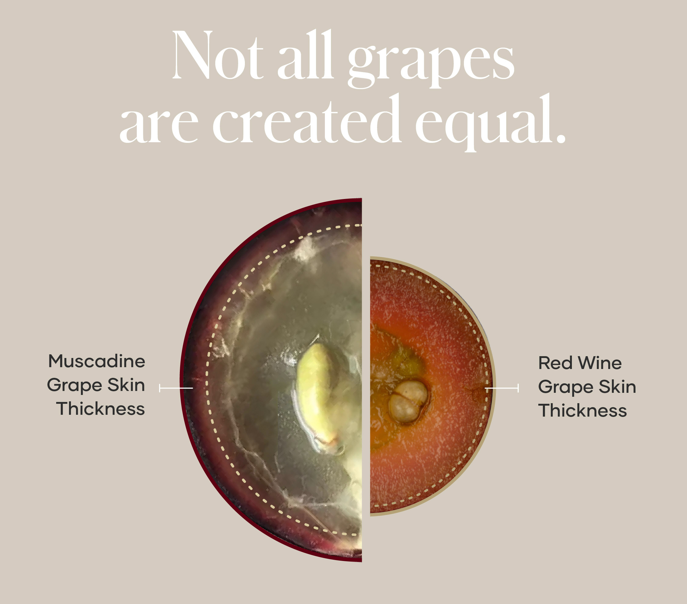 Shaklee Shaklee Polyphenols & Antioxidants